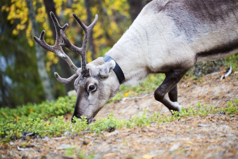 Rendier - Svalbard - Noorwegen Stock Afbeelding - Image of ...