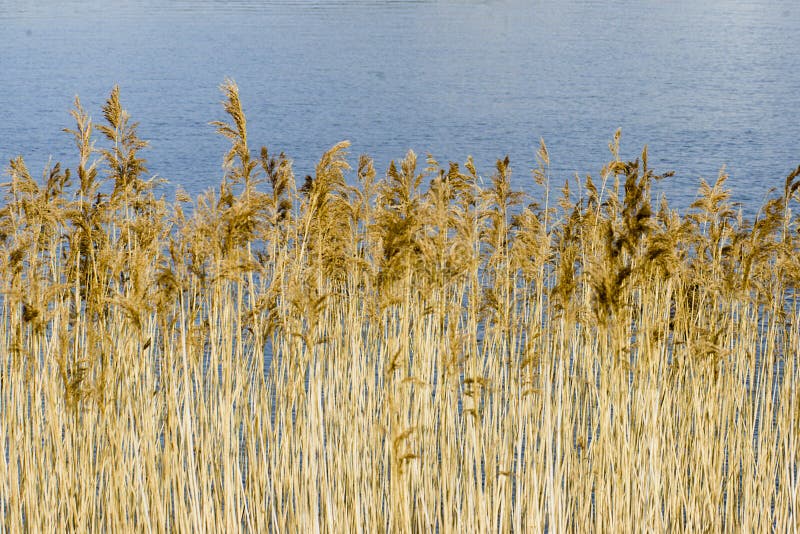 Het riet stock foto. Image of najaar, eend, zonsondergang - 5439302
