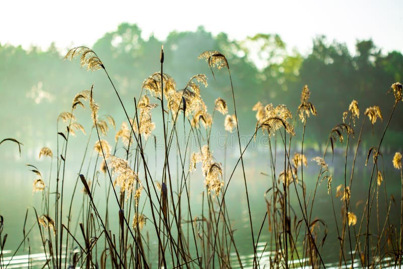 Het riet in de avond stock foto. Image of gras, groen - 31360236