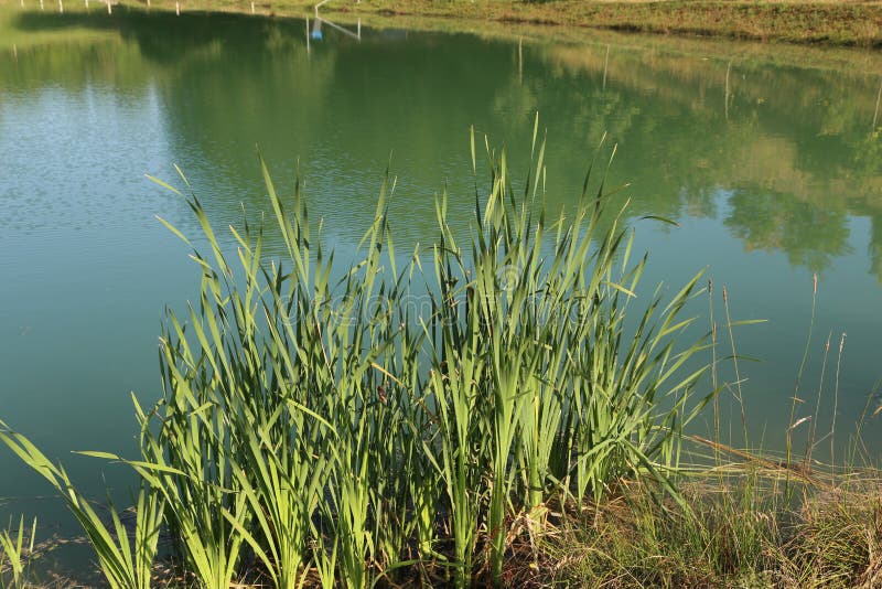 Het Riet Groeit Op Het Meer Stock Afbeelding - Image of groei, zomer ...