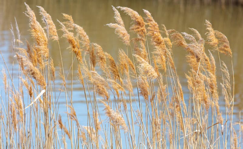 Het riet op het meer stock afbeelding. Image of rustig - 180074249