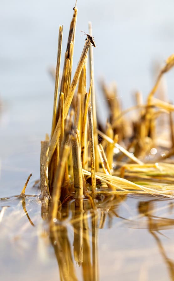 Een Meer Met Riet Bij Dageraad in De Herfst Stock Foto - Image of ...