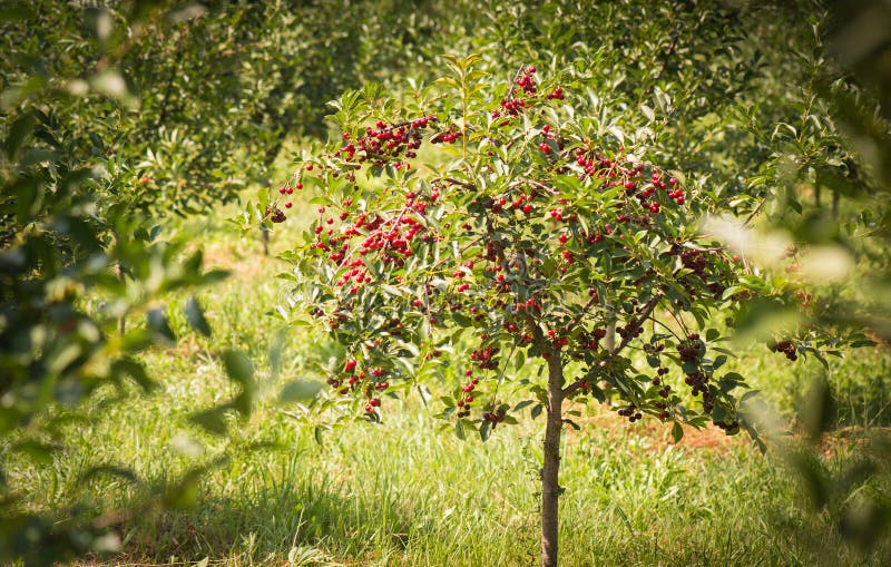De boomgaard van de kers stock foto. Image of zomer, bloemen - 21774378