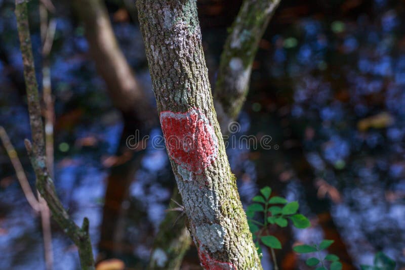 Het Rode Algemene Korstmos Van Florida Stock Afbeelding - Image of ...