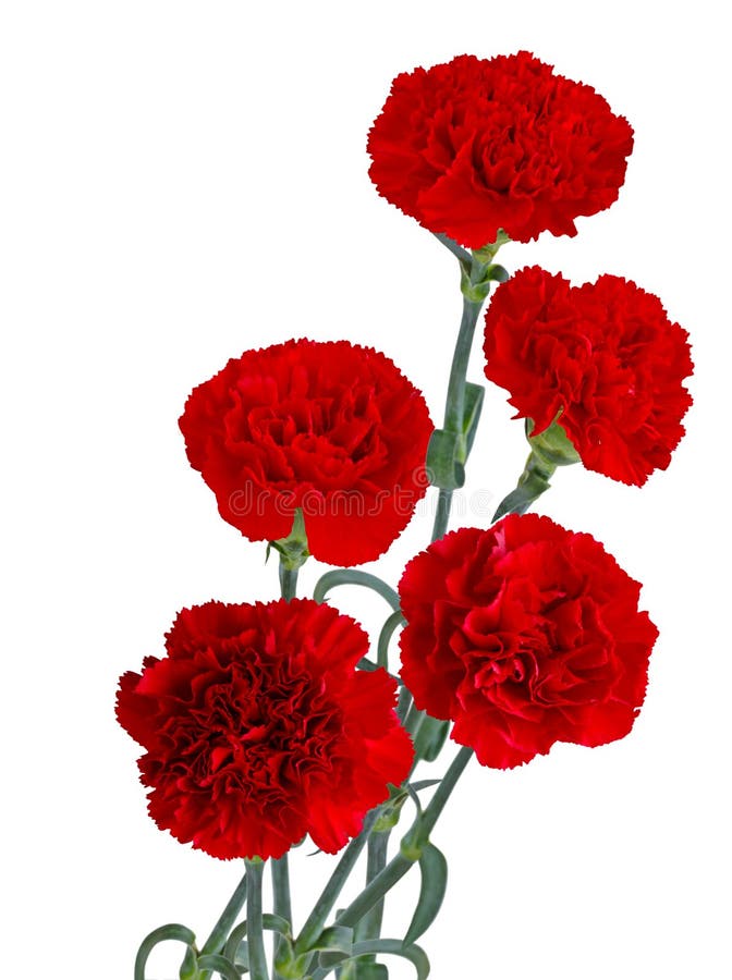 Het Rode Boeket Van De Anjer Stock Foto - Image of liefde, anjer: 52480062