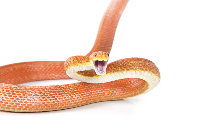Het Rode De Rattenslang Van Texas Aanvallen Stock Foto - Image of ...