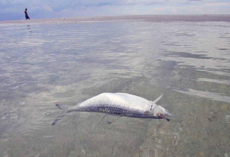 Het Rode Doden Van De Vissen Van Het Getijde Stock Foto - Image of ...