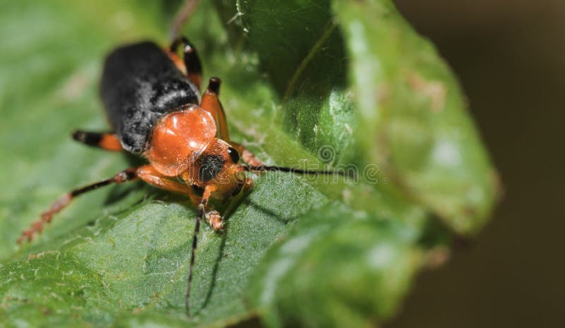 Zwart En Rood Insect - Cantharis-pellucida - Zitting Op Een ...