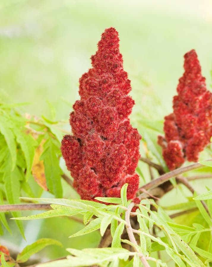 Het Rode Fruit Van De Kegel Van De Installatie Van Sumac Van De Ogen ...