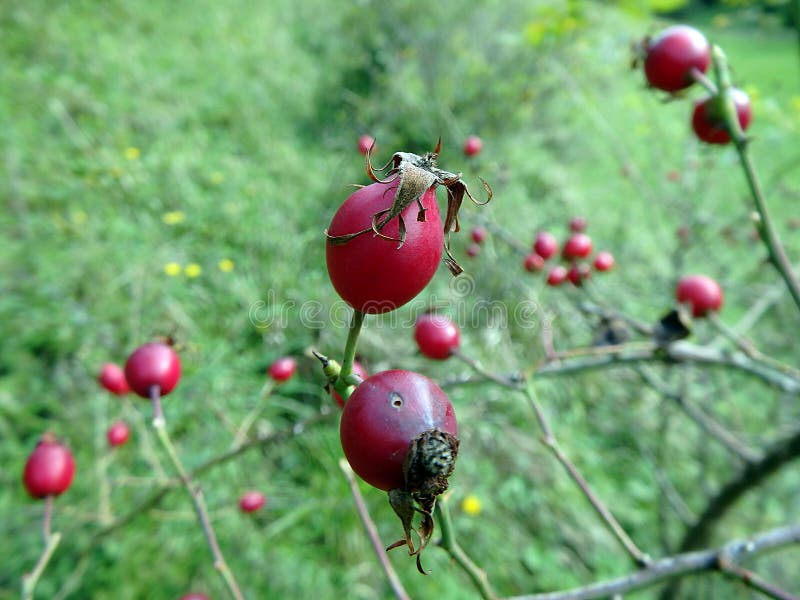 Het Rode Fruit Van Wildernis Nam Toe Stock Afbeelding - Image of vrucht ...