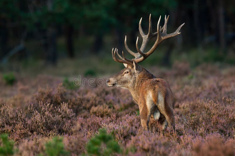 Het Rode Hert Bekijkt De Fotograaf Stock Foto - Image of hout ...