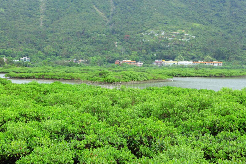 Het Rode Hout Van De Mangrove in Hong Kong Stock Foto - Image of ...