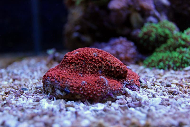 Het Rode Koraal Van Goniopora Lps Stock Foto - Image of zand, aqua ...