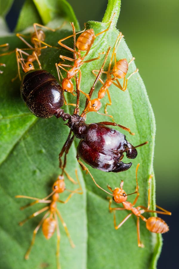 Het Rode Werk Van Het Mierenteam, Rode Mieren Draagt Hagedis Om Te ...