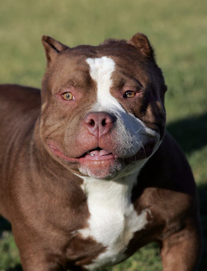 Pitbull Puppy's Met Rode Neus