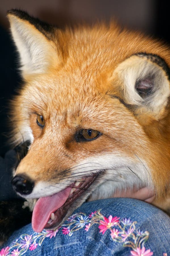 Rode Vos (Vulpes vulpes) stock foto. Image of leuk, brits - 3365818