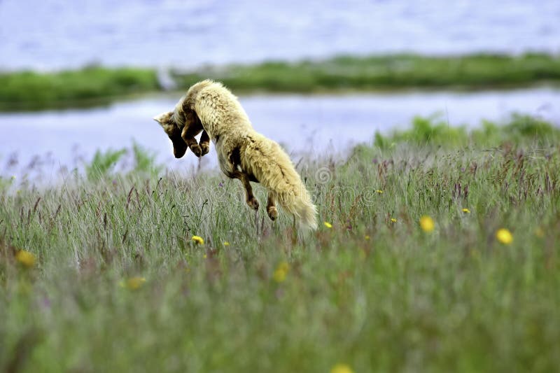 Het Rode Springen Van De Vos Stock Afbeelding - Image of bloemen, wild ...