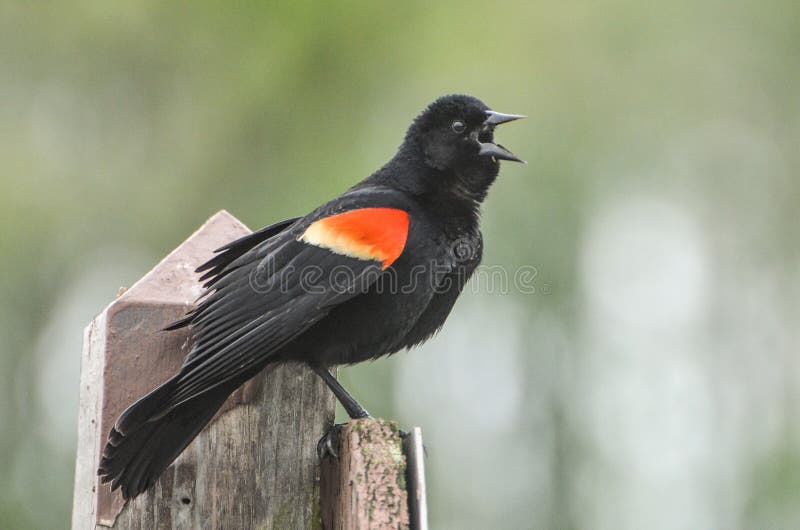 Rode vleugelduif zingt stock afbeelding. Image of vleugel - 89480931