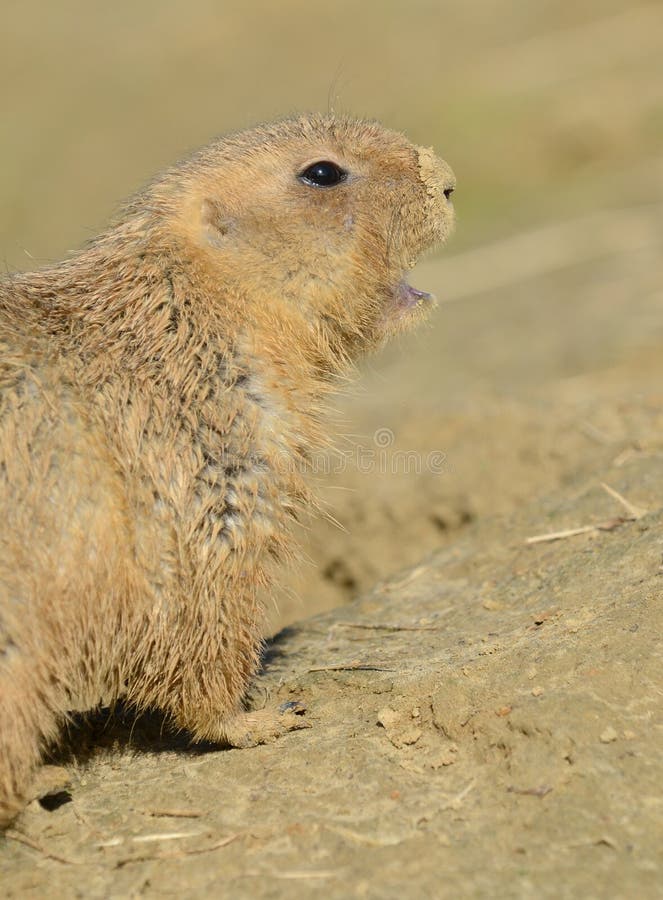 Het Roepen Van De Prairiehond Stock Foto - Image of amerikaans, amerika ...