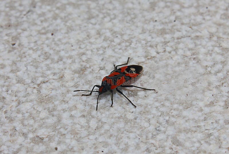 Het Rood En De Zwarte Van Het Insecteninsect Stock Afbeelding - Image ...