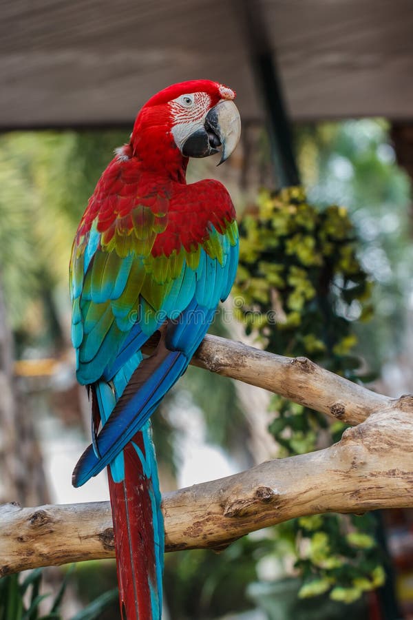 Het Rood En Het Blauw Van De Papegaaiara Stock Afbeelding - Image of ...