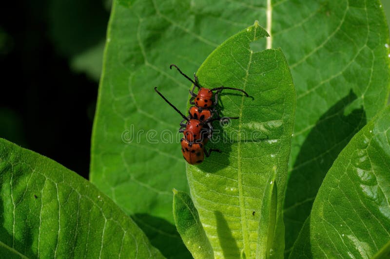 De Rode Milkweed-Kevers Die Op a Kweken Milkweed Blad Stock Afbeelding ...