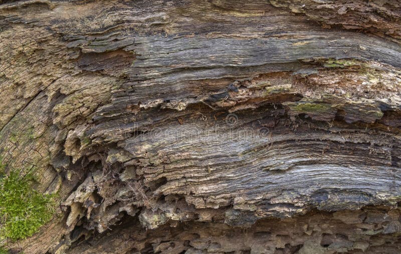 Rottend Hout stock foto. Image of tuin, verrotting, decoderen - 26173458