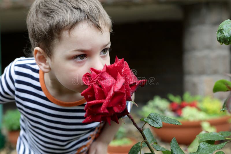 Bloemen Van De Kind De Ruikende Chrysant Stock Foto - Image of klein ...