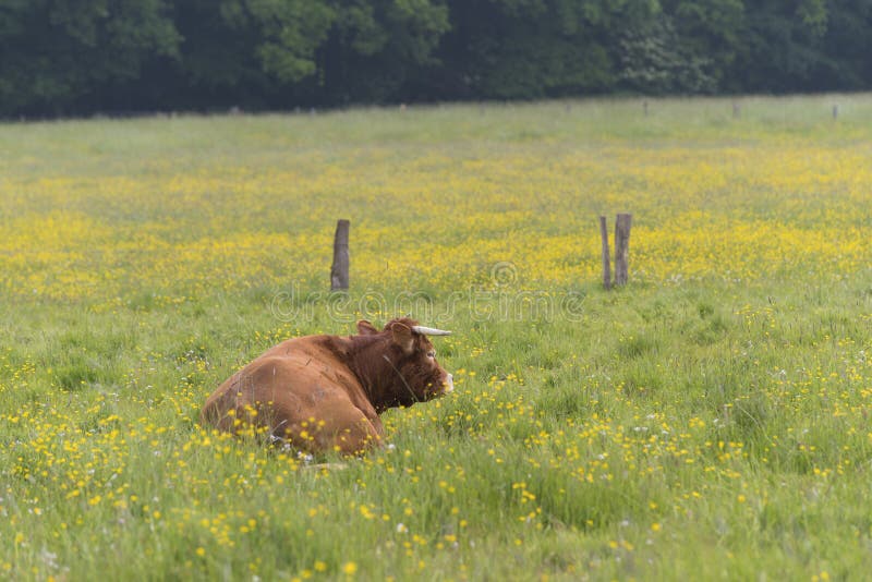 De koe van Limousin stock foto. Image of landbouwgrond - 20757030