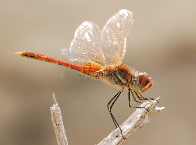 Het rusten rode libel stock afbeelding. Image of wildernis - 28359377