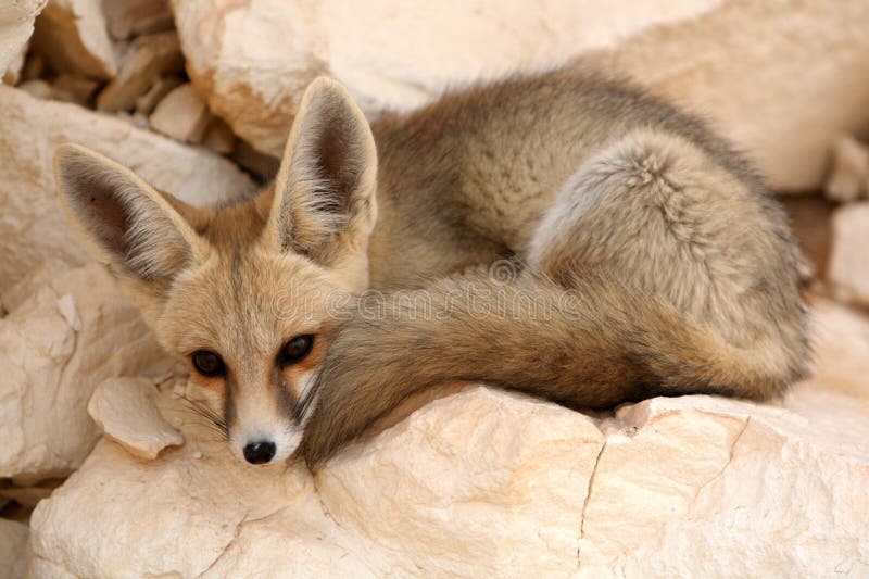 Witte Fennec-vos of Woestijnvos Met Groot Oor Stock Foto - Image of ...