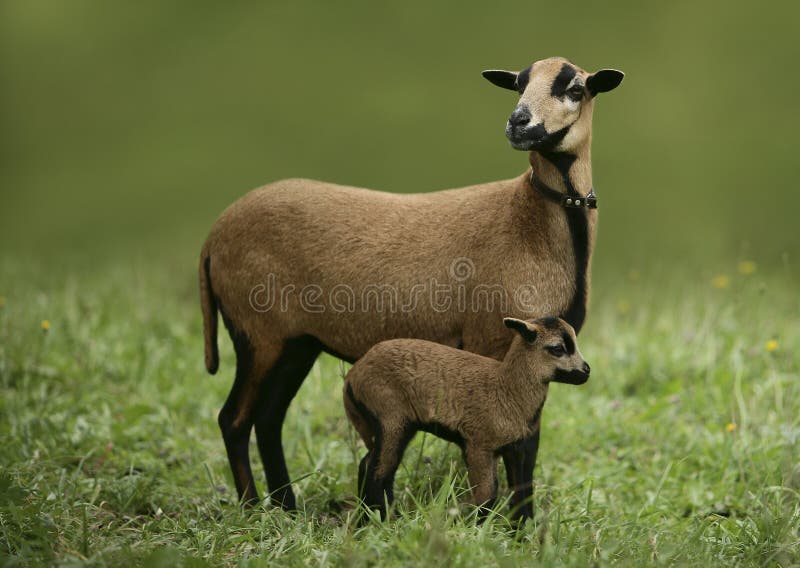 Het Schip Van Kameroen Met Jong Geitje Stock Afbeelding - Image of baby ...