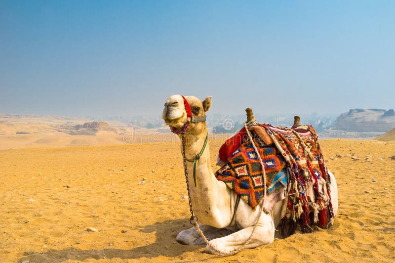 De Kameel Voelt Groot in Woestijn, Ondanks De Hitte, Giza, Egypte Stock ...