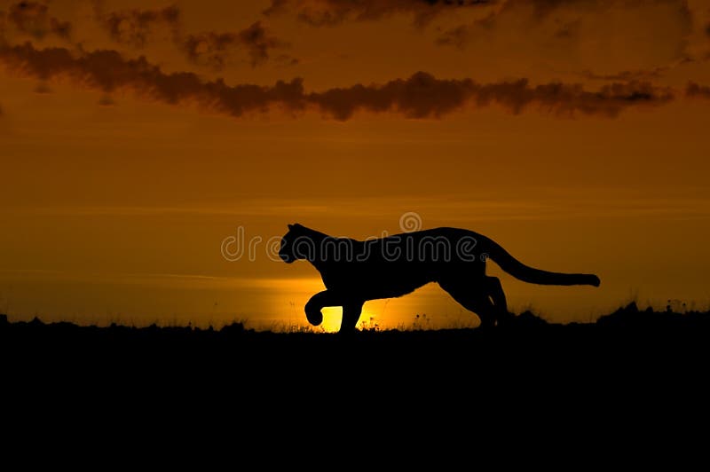 Het silhouet van de poema stock foto. Image of poema, katachtig - 6403774