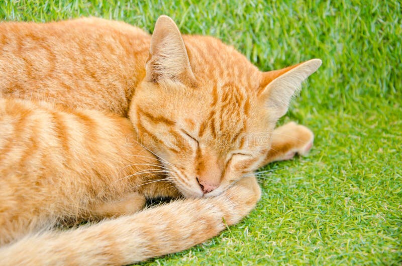 De kat van de slaap stock afbeelding. Afbeelding bestaande uit gesloten ...