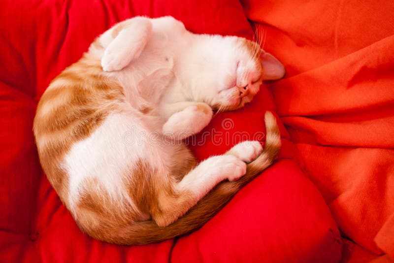 Slaapende rode kat stock afbeelding. Image of rood, binnenlands - 33034399