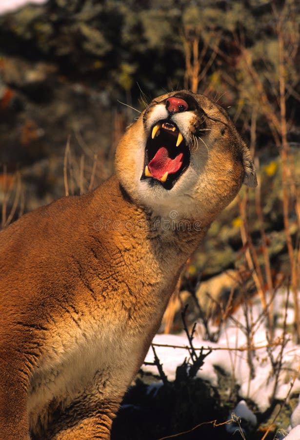 Het Snauwen van de poema stock foto. Image of poema, snaring - 13500442