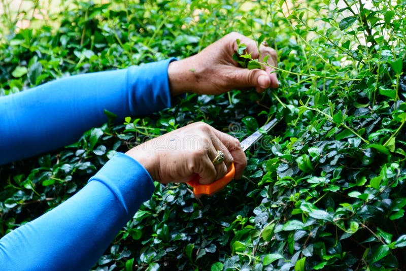 Een struik snoeien stock afbeelding. Image of besnoeiing - 38690809