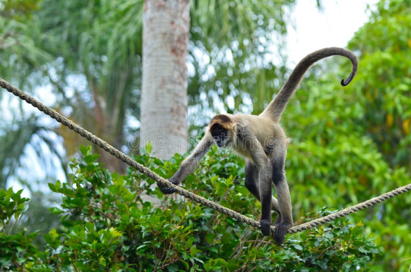 Het Spel Van De Spinaap Op Een Kabel Stock Foto - Image of expressief ...