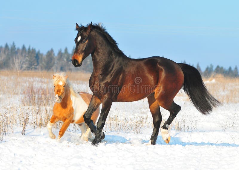 Pony en paard in de winter stock foto. Image of lang - 18892058
