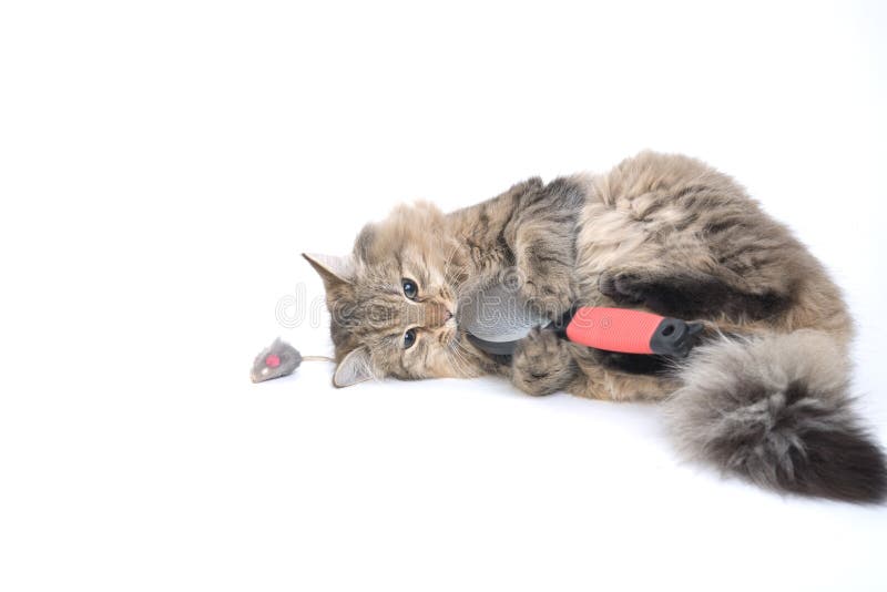 Kitting Speelt Met Een Borstel Stock Afbeelding - Image of leuk, beeld ...