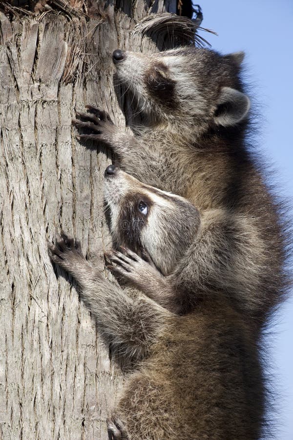De Wasberen van de baby stock afbeelding. Image of nave - 3249703