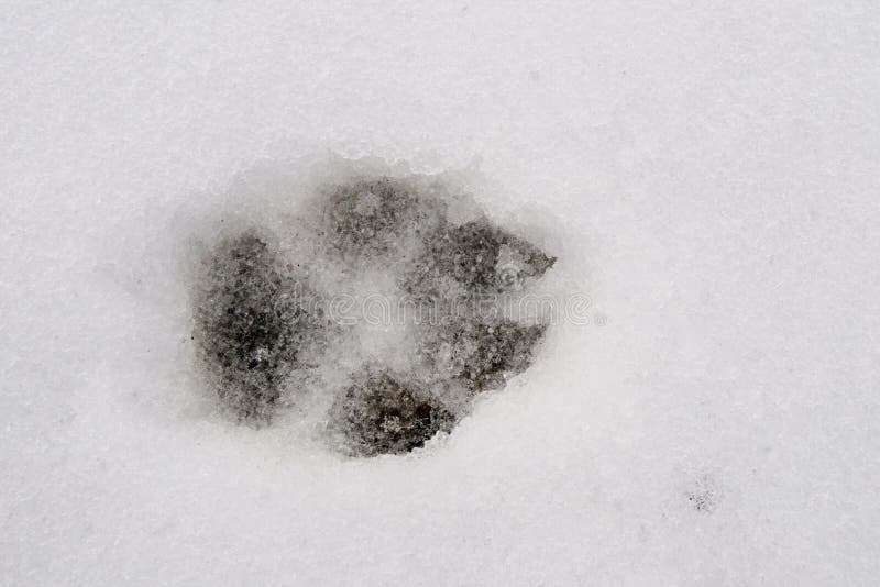 Wolfspoor stock foto. Image of canada, spar, mening, sneeuw - 29179666