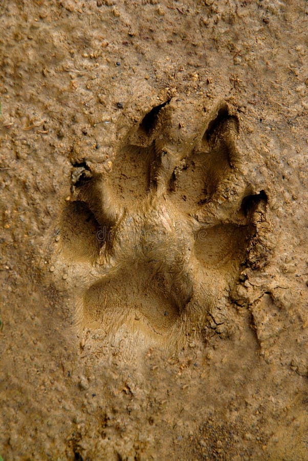 De voetafdruk van de vos stock foto. Image of zoölogie - 30230434