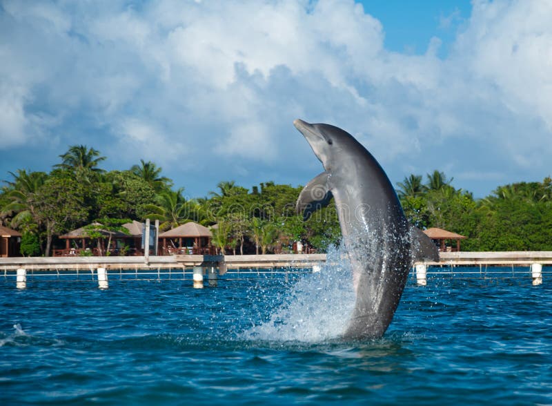 Springende orka stock afbeelding. Image of hemel, springend - 44799643