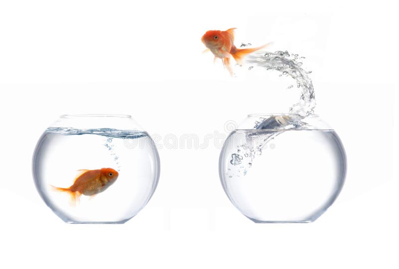 Springende gouden vis stock afbeelding. Image of nieuw - 3534509