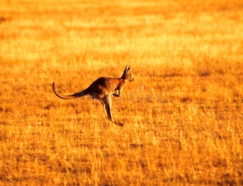 Het springen kangoeroe stock afbeelding. Image of vreedzaam - 6971663