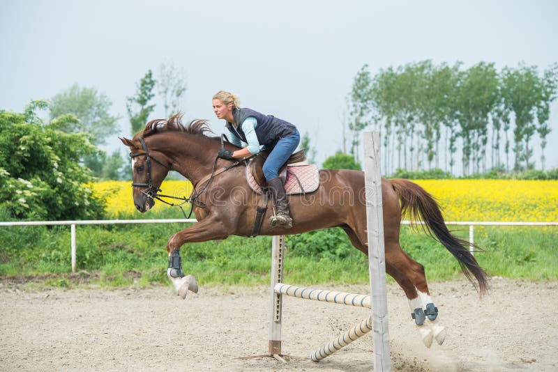 Het Paard Dat Toont Springt Stock Afbeelding - Afbeelding bestaande uit ...