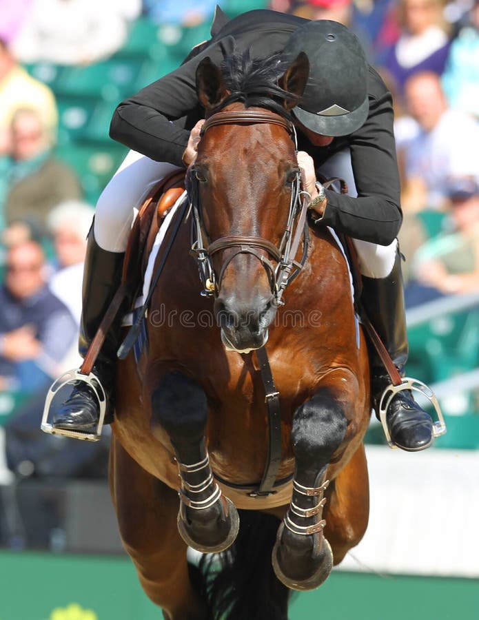 Springpaard stock foto. Image of bepaling, ernstig, rijden - 37816566