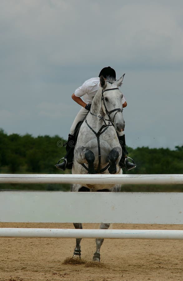 Het springen paard stock afbeelding. Image of looppas - 5469465